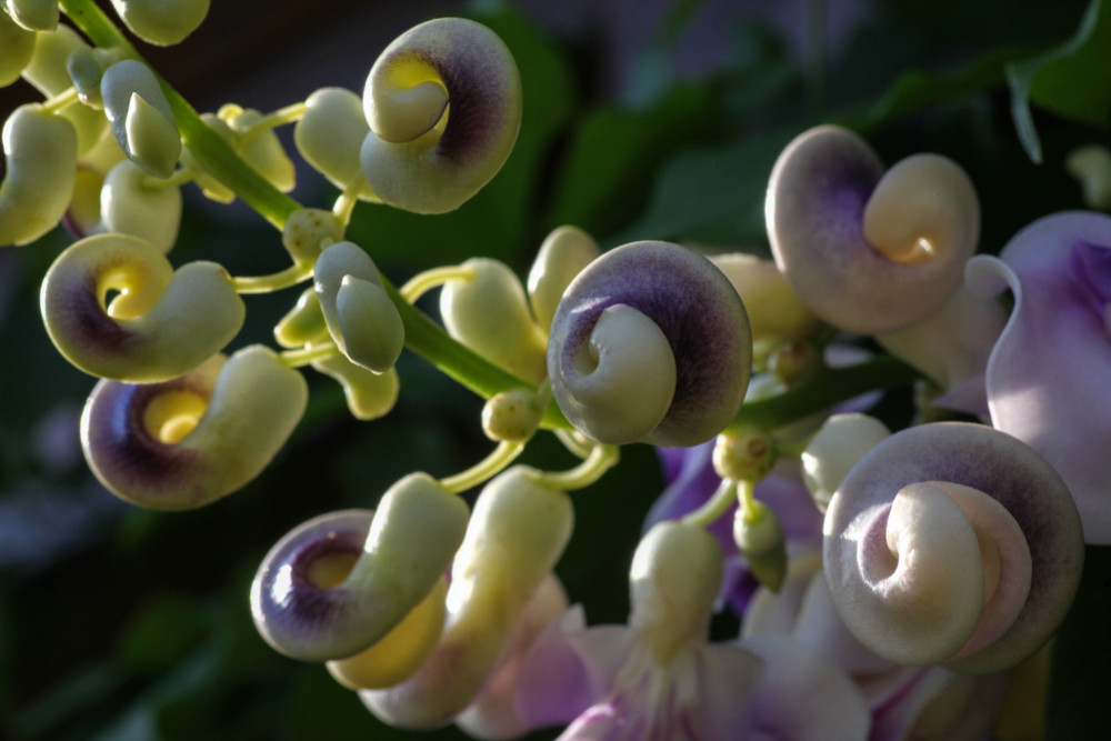 7 fleurs et plantes insolites qui ne manqueront pas de vous étonner